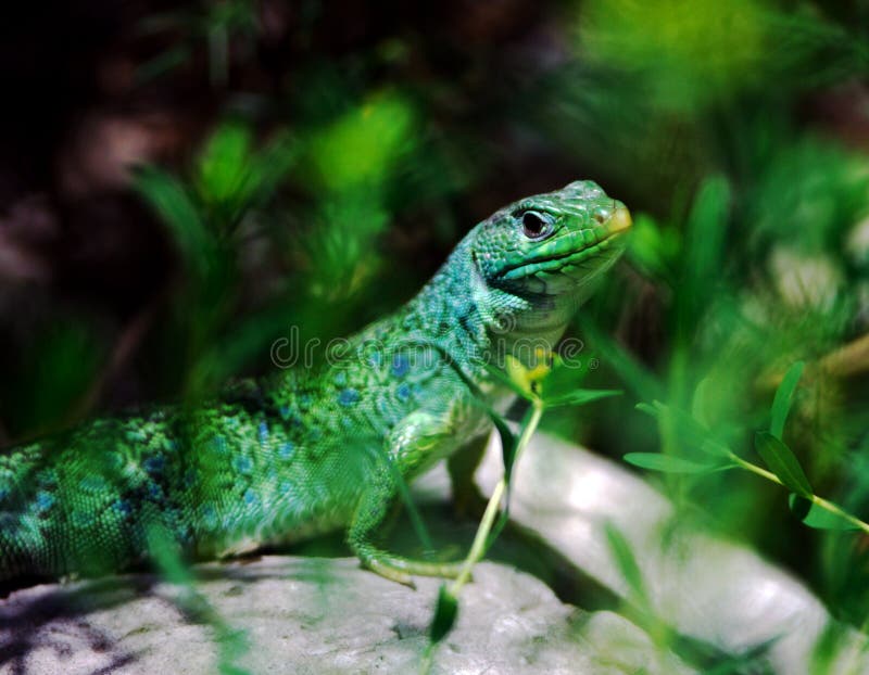 Hagedis stock foto. Image of observeren, beroep, naughty - 1341414