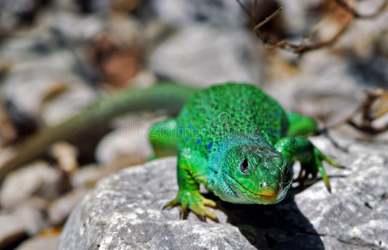 Hagedis stock foto. Image of avonturen, groen, verbazingwekkend - 1341434