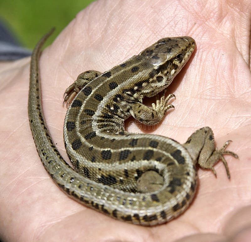 Hagedis stock foto. Image of wild, huisdier, reptiel, gevormd - 136466