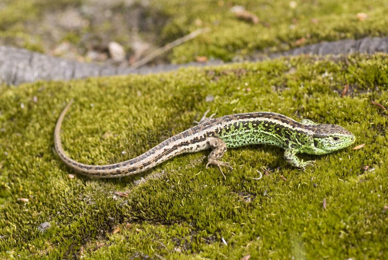 Twee Hagedissen Op Een Steen Stock Foto - Image of reptiel, mooi: 42666944