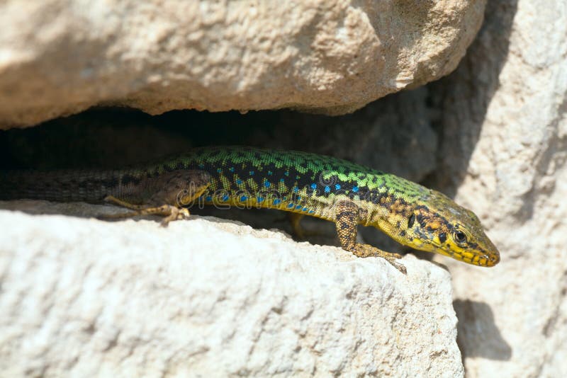 Hagedis stock afbeelding. Image of reptiel, openlucht - 14251271