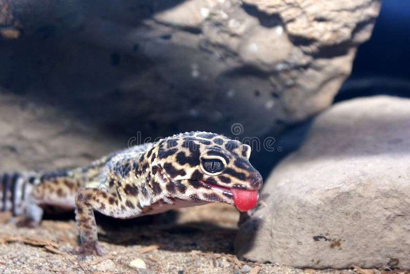 Hagedis stock afbeelding. Image of hagedis, reptiel, luipaard - 1563421