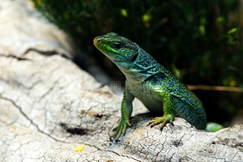 Hagedis stock foto. Image of avonturen, groen, verbazingwekkend - 1341434
