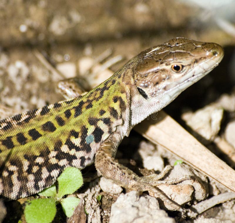 Hagedis stock foto. Image of gedetailleerd, reptiel, macro - 18272674