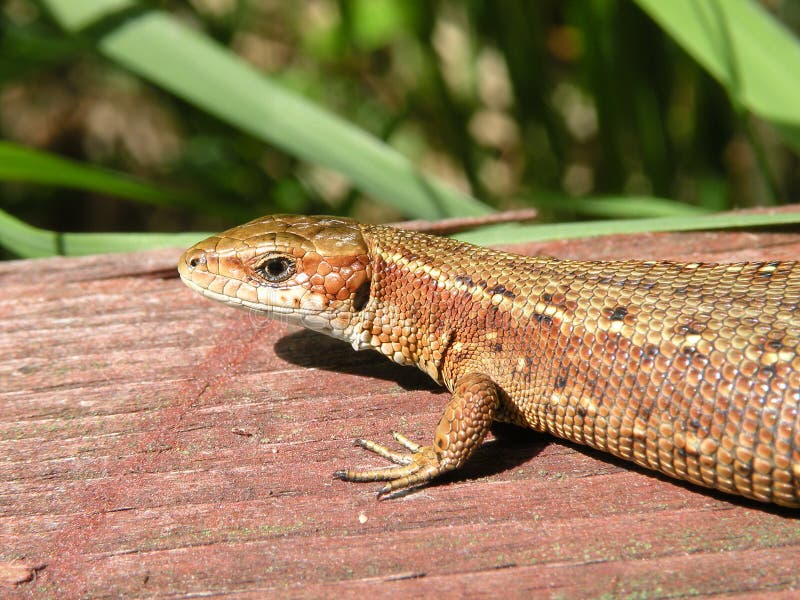 Hagedis stock foto. Image of groen, reptiel, bruin, biologie - 20186276