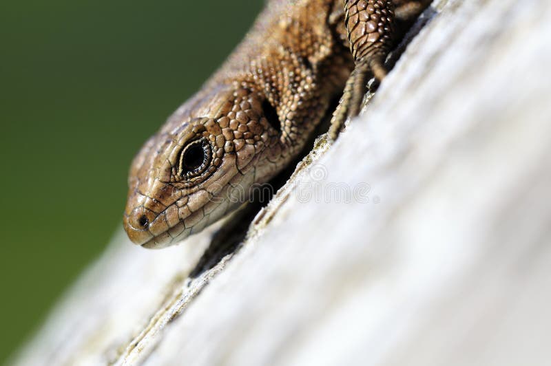 Hagedis stock afbeelding. Image of hoofd, organisch, klimmen - 24075281