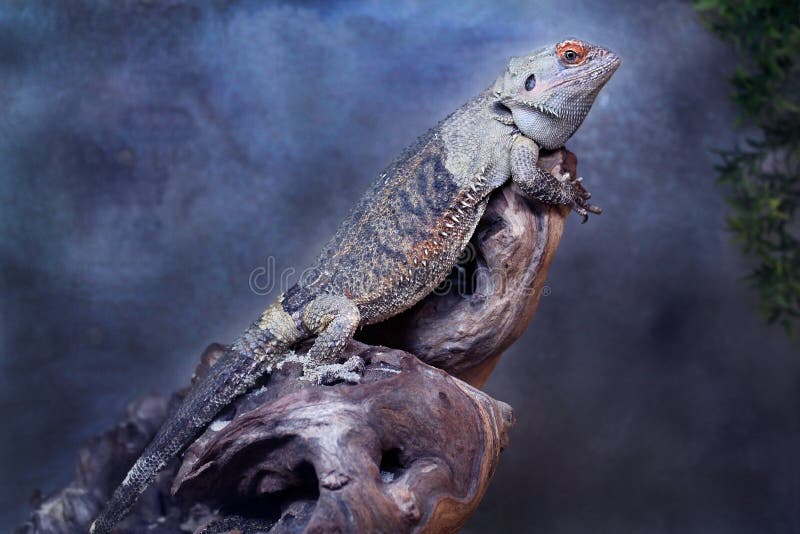 Grote Hagedis stock afbeelding. Afbeelding bestaande uit woest - 29618211