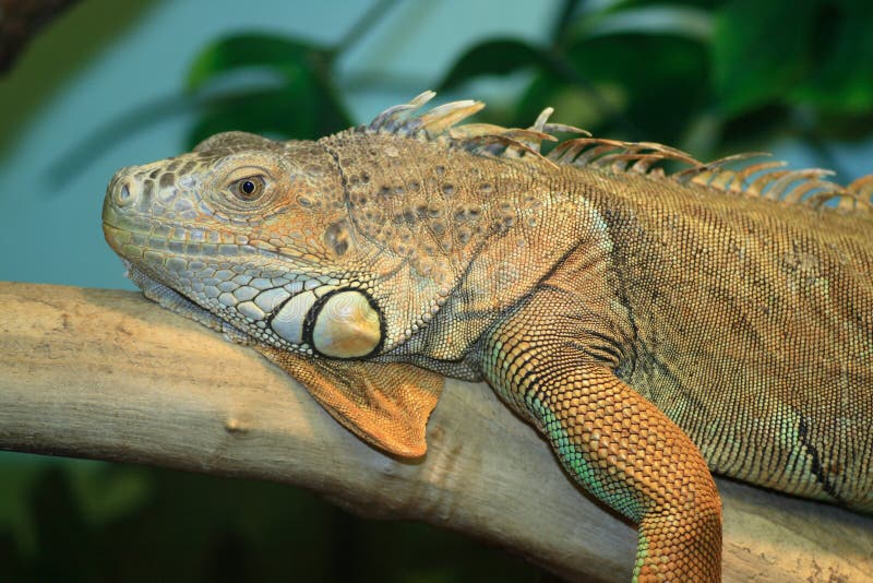 Hagedis stock afbeelding. Image of kleur, dier, evolutie - 2835385