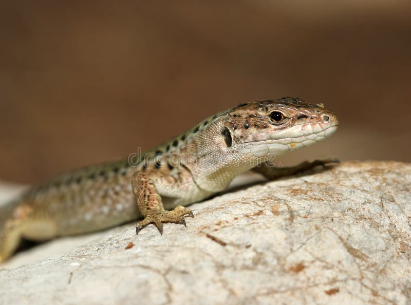 Hagedis stock foto. Image of wild, rots, dier, uitziend - 3009418