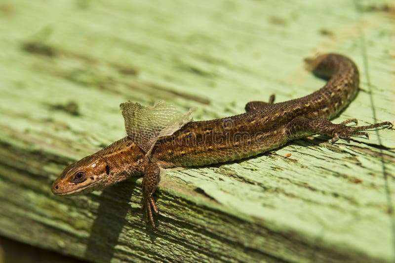 Hagedis 2 stock afbeelding. Image of amfibie, gemeenschappelijk - 32437851