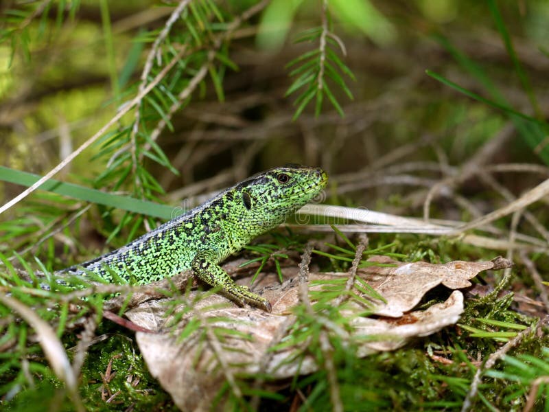 Hagedis stock afbeelding. Image of dier, reptiel, nave - 34196471