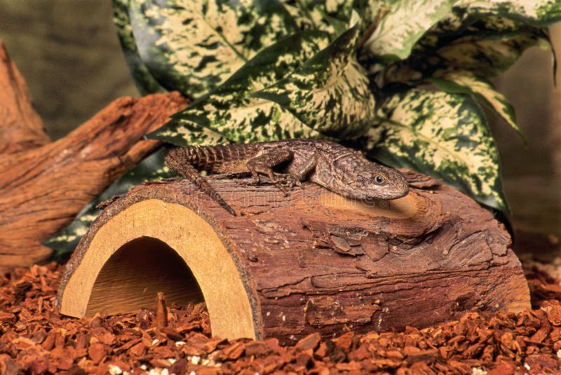 Hagedis stock afbeelding. Image of reptiel, huisdier - 35767785