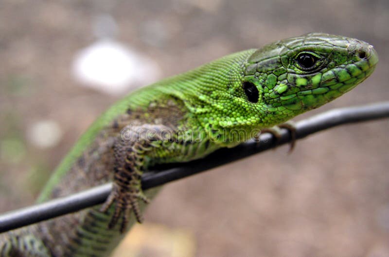 Hagedis 4 stock afbeelding. Image of snuit, dieren, hoofd - 164413