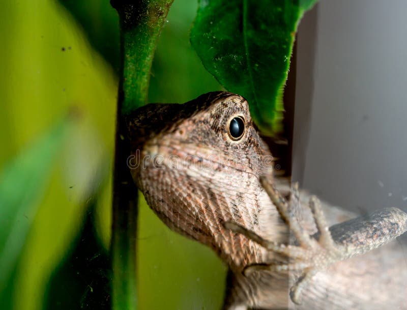 Hagedis stock afbeelding. Image of warm, schalen, wild - 50280419