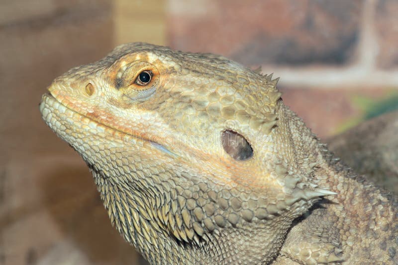 Hagedis stock afbeelding. Image of groot, dier, roofdier - 50773927