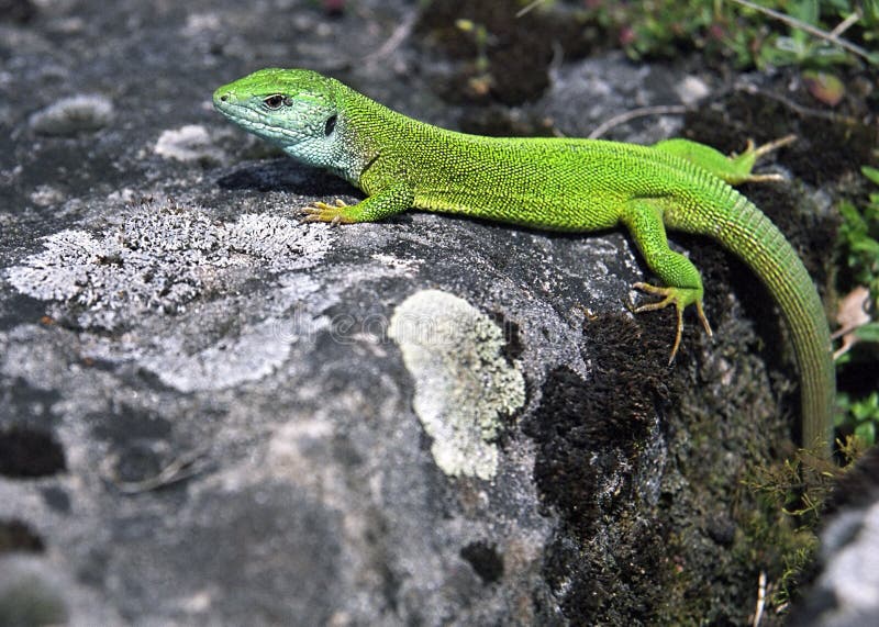 Hagedis stock foto. Image of warm, groen, rotsen, wild - 5156718