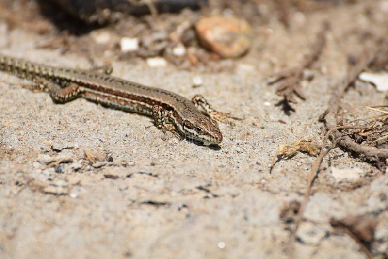 Hagedis stock afbeelding. Image of reptielen, warm, zomer - 54777553