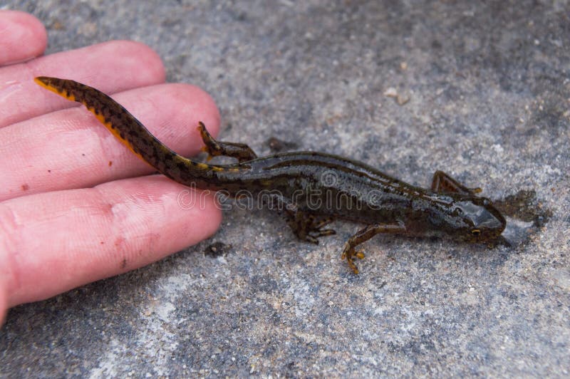 Hagedis stock foto. Image of hagedis, warm, reptielen - 55740620