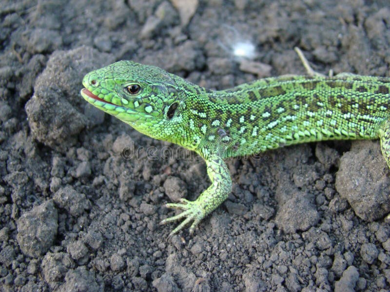 Hagedis stock afbeelding. Image of camouflage, dinosaurussen - 56182281