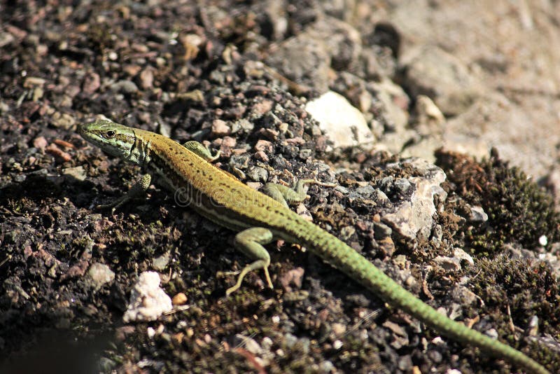 Hagedis stock foto. Image of dier, reptiel, basing, hout - 57872418
