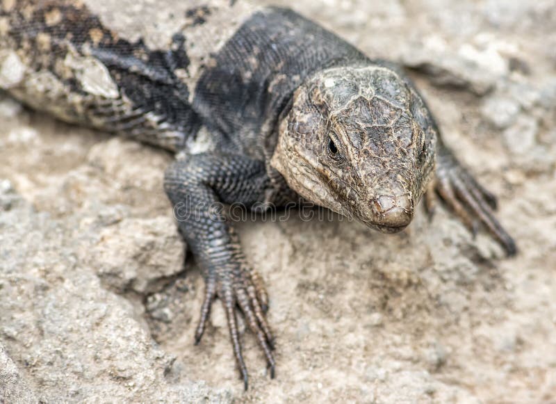 Hagedis stock afbeelding. Image of exotisch, hagedis - 58663901