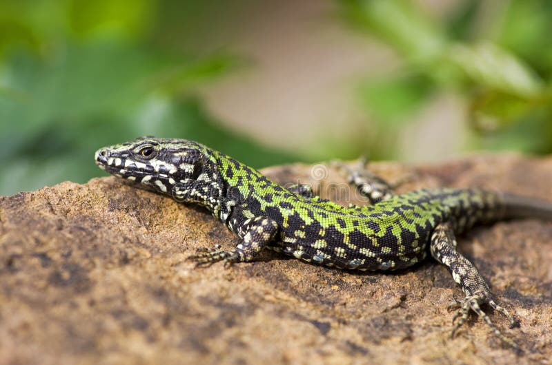 Hagedis stock foto. Image of reptiel, woestijn, hagedis - 73535774