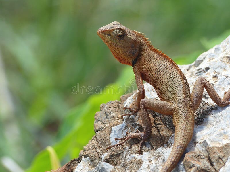 Hagedis stock foto. Image of gekko, hagedissen, hagedis - 94504146