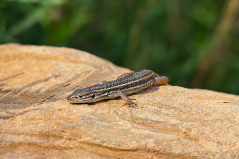 Hagedis. Een Prachtig Dier. Stock Afbeelding - Image of sinaasappel ...