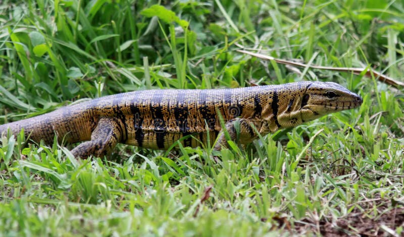 Wilde Gouden Tegu-Hagedis in Een Bos in Tropisch Suriname Zuid-Amerika ...