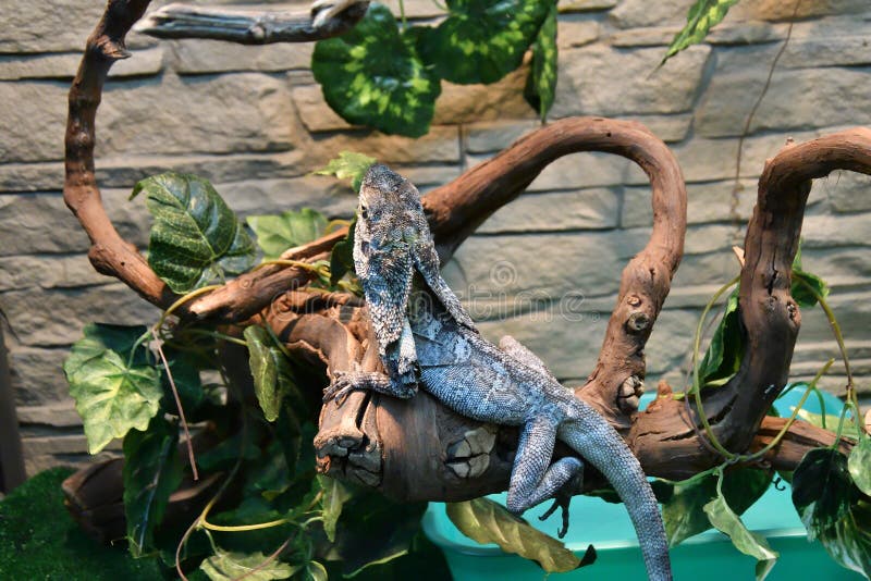 Hagedis Met Stroken in Terrarium Stock Foto - Image of gefrituurd ...