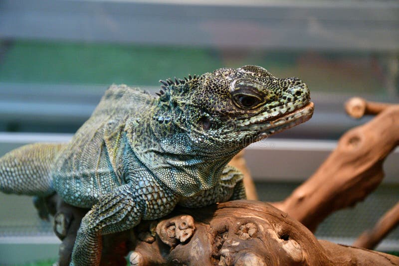 Hagedis Met Stroken in Terrarium Stock Foto - Image of gefrituurd ...