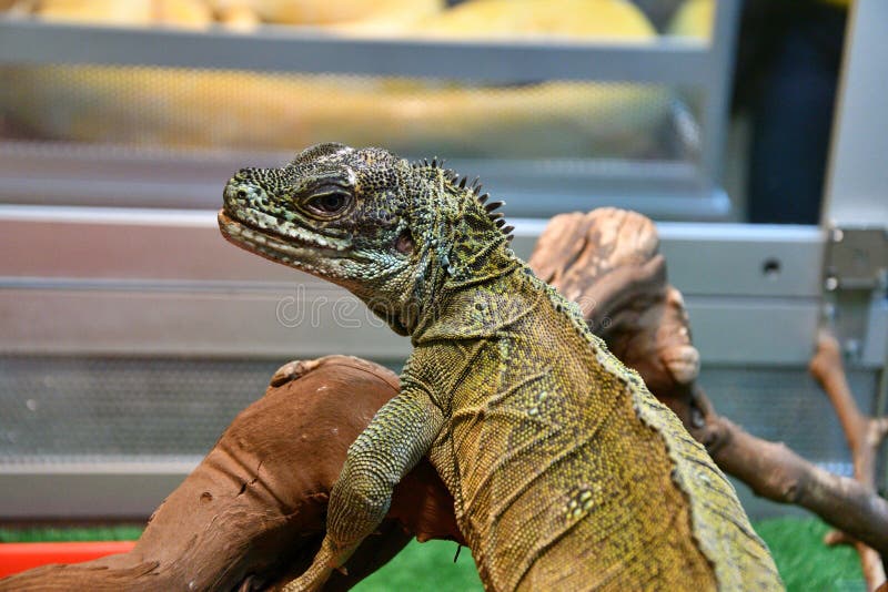 Hagedis Met Stroken in Terrarium Stock Foto - Image of gefrituurd ...