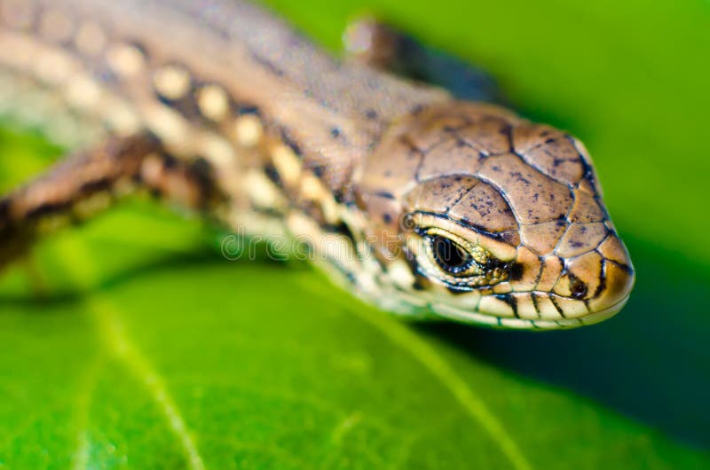 Hagedis op een blad stock foto. Image of reptiel, hagedis - 52831950