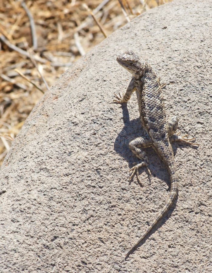 Gehoornde Hagedis stock foto. Image of gehoornd, klauwen - 343436