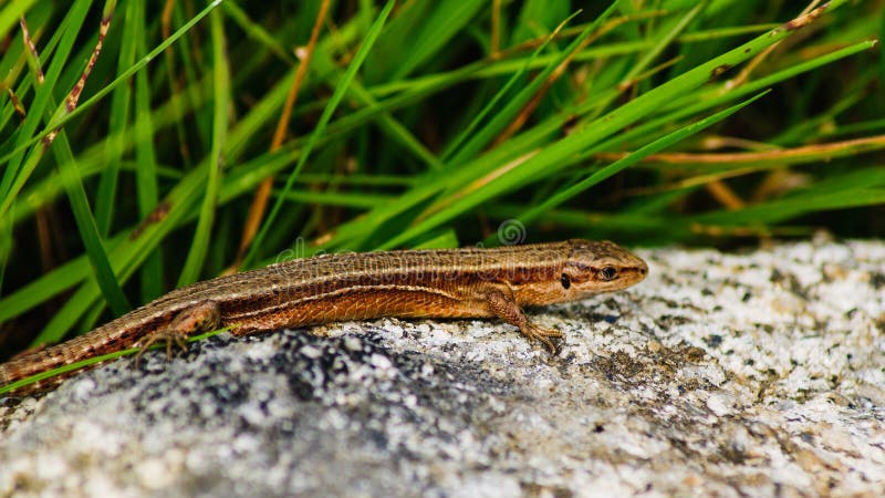 Vriendschap Tussen Een Kat En Een Hagedis Stock Foto - Image of ...