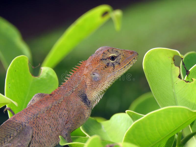 De Hagedissen Van Skinkdieren Stock Afbeelding - Image of australië ...