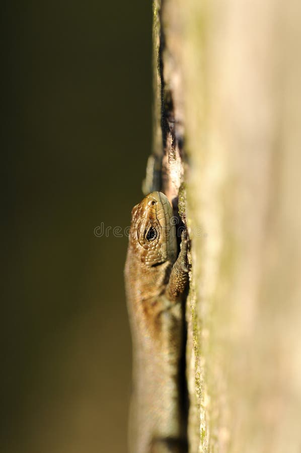 Hagedis stock afbeelding. Image of hoofd, organisch, klimmen - 24075281