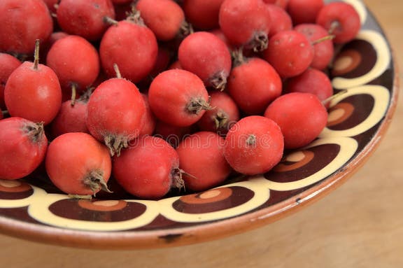 Hagedoorn stock afbeelding. Image of zomer, rood, vrucht - 26125817