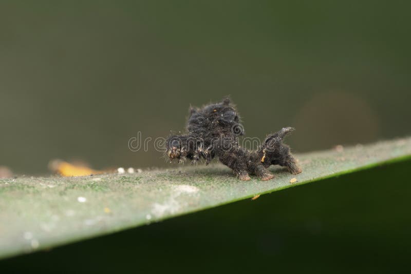 Hagmoth Caterpillar, Phobetron Pithecium at Satara Stock Photo - Image ...