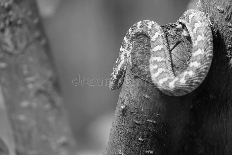 Hagworm stock image. Image of life, intermedius, serpent - 80000941