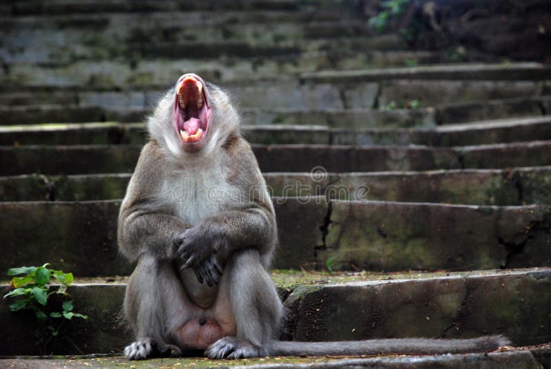 Hahahaha. stock photo. Image of laughing, monkey, male - 116093612