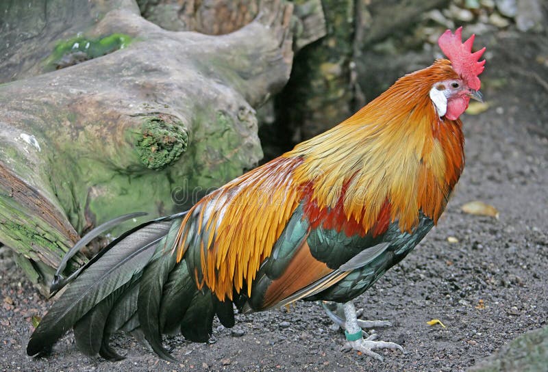 Hahn 2 stockbild. Bild von scheitel, tier, bauernhof, auswahl - 2640885