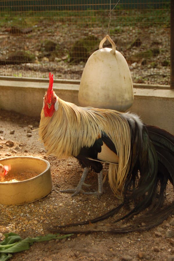 Hahn stockfoto. Bild von anstarren, hahn, zorn, krone - 1220408
