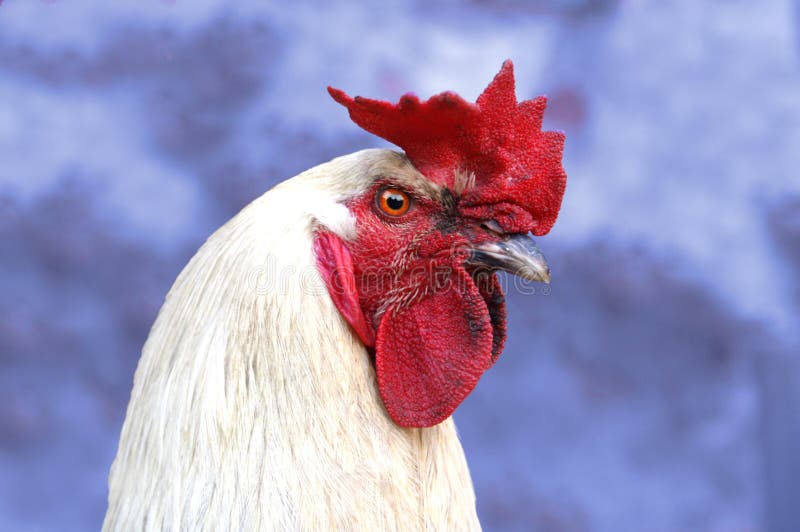 Hahn stock photo. Image of poultry, farm, agriculture - 13317290