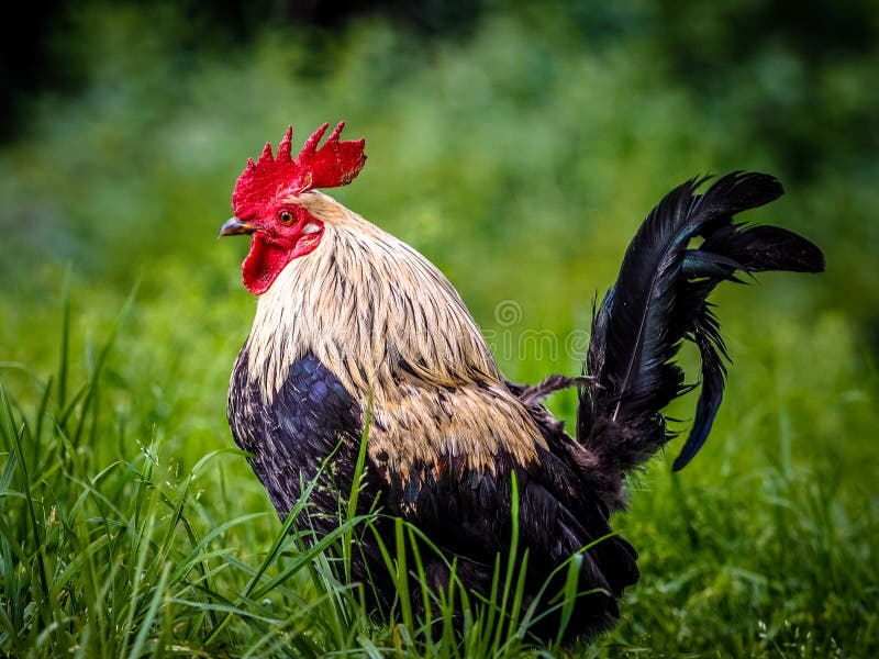 Hahn stockfoto. Bild von küken, henne, kopf, kamm, hell - 138548034