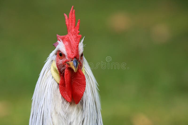 Hahn stockfoto. Bild von braun, ackerland, landwirtschaft - 22722960