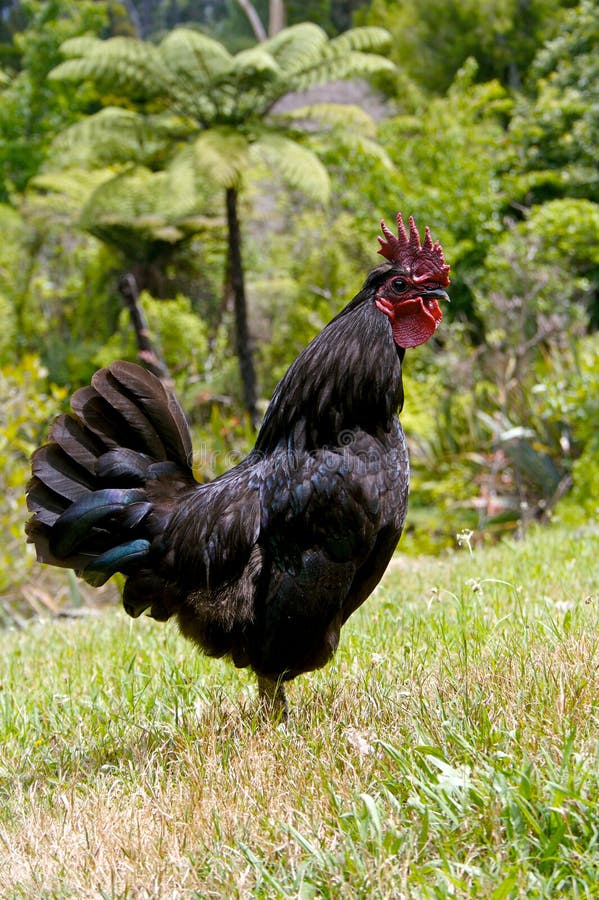 Junger Hahn stockbild. Bild von bunt, tiere, hahn, hähnchen - 1897