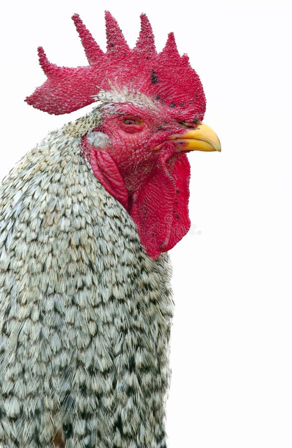 Hahnportrait stockbild. Bild von huhn, vogel, scheitel - 1422203