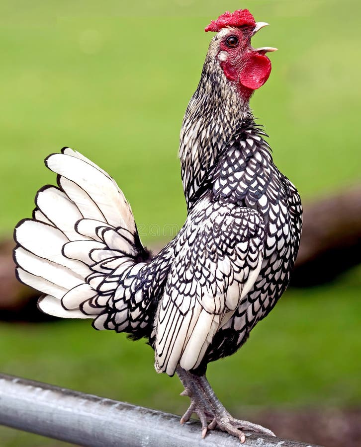 Hahn 2 stockbild. Bild von scheitel, tier, bauernhof, auswahl - 2640885