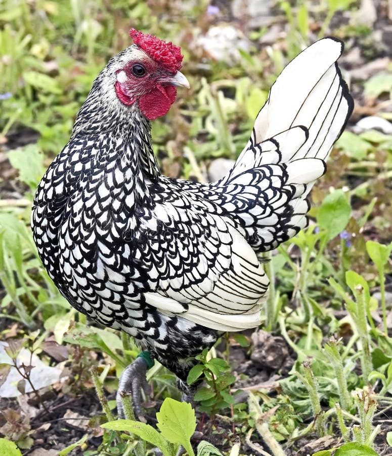 Hahn 2 stockbild. Bild von scheitel, tier, bauernhof, auswahl - 2640885